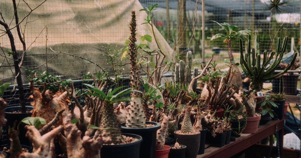 Obsessed Much: Plants